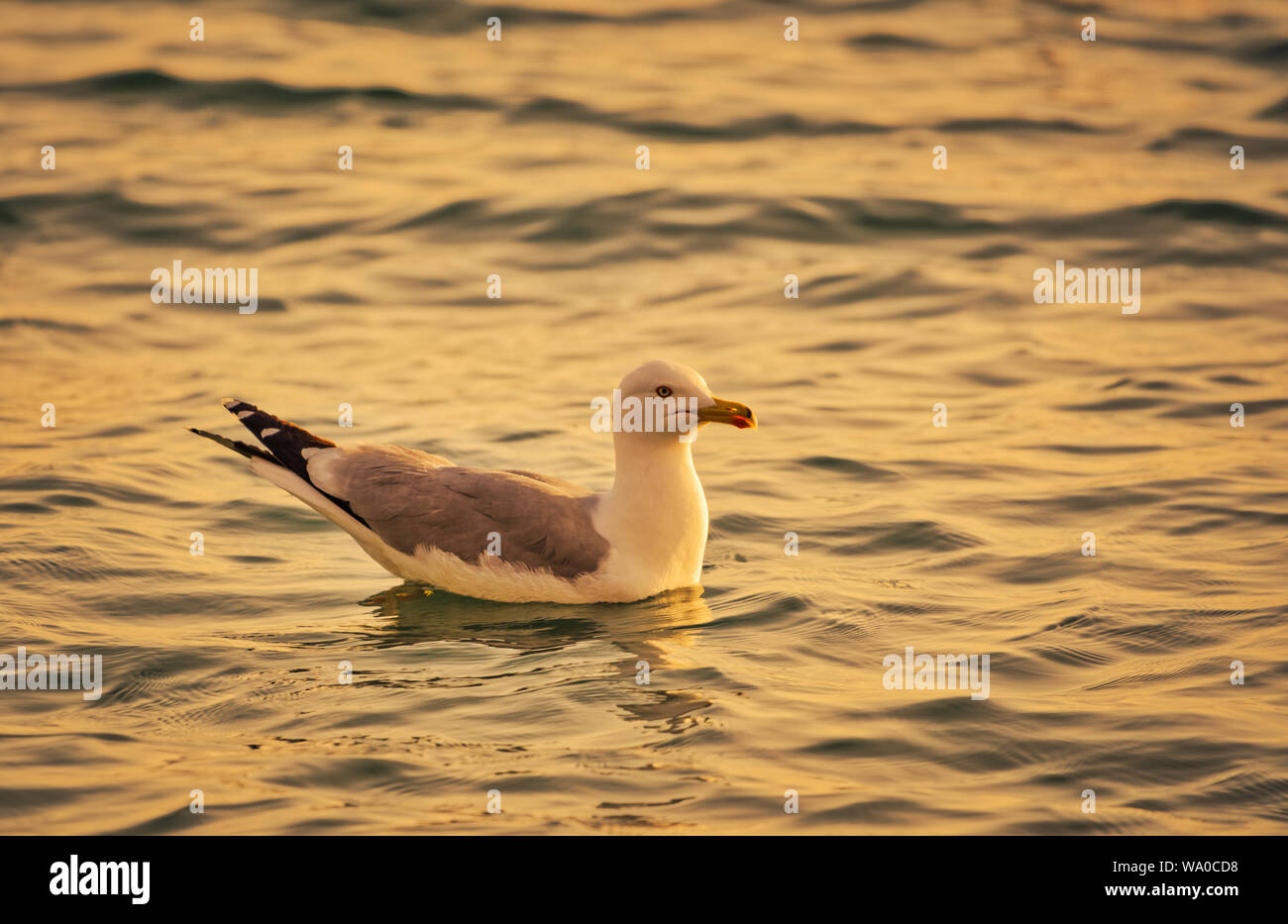 Seagull floating at sea Stock Photo - Alamy
