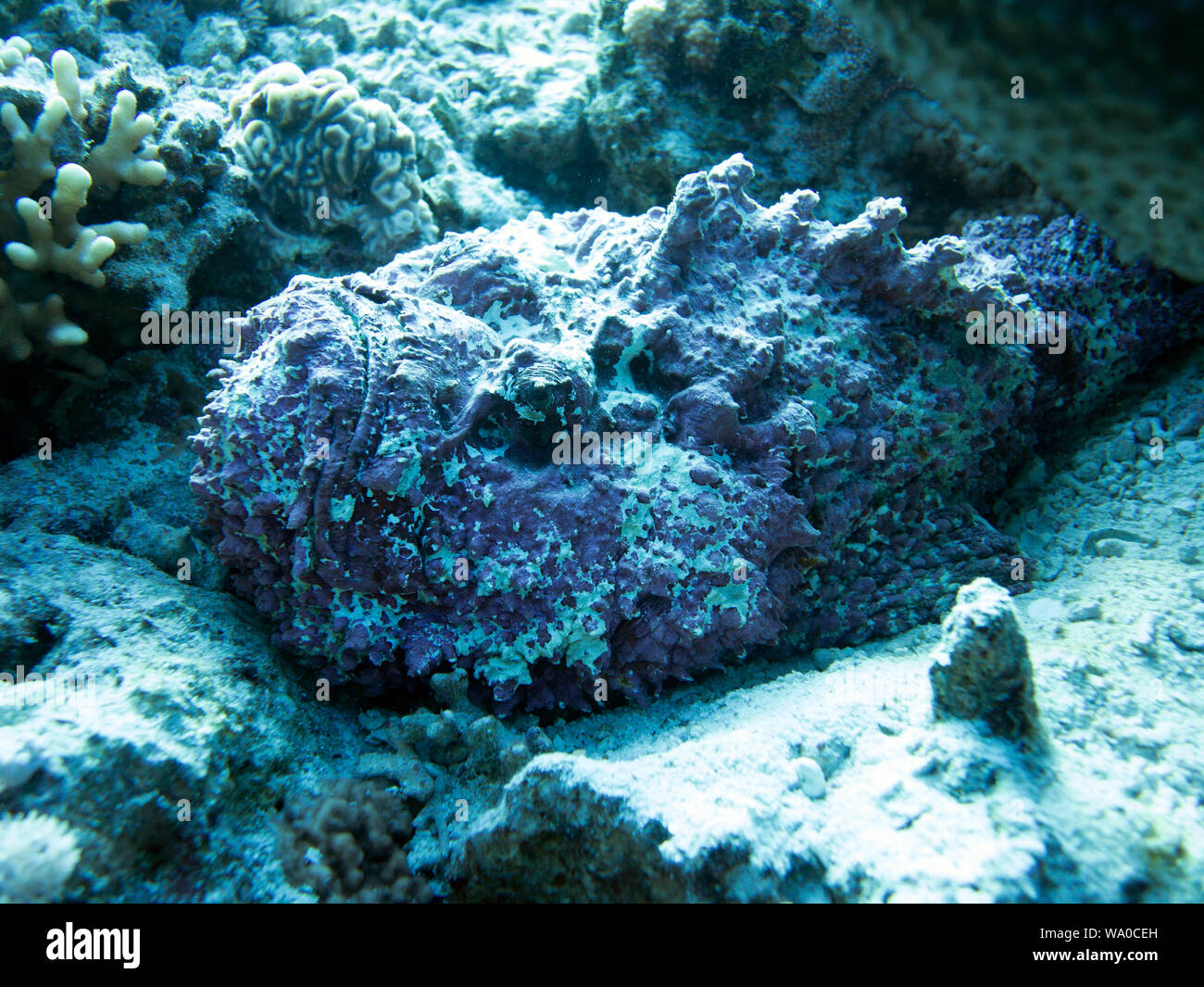 Reef stonefish australia hi-res stock photography and images - Alamy