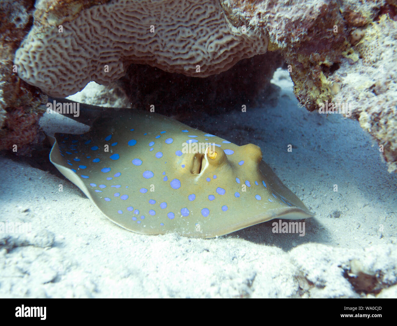 stingray red sea Stock Photo - Alamy