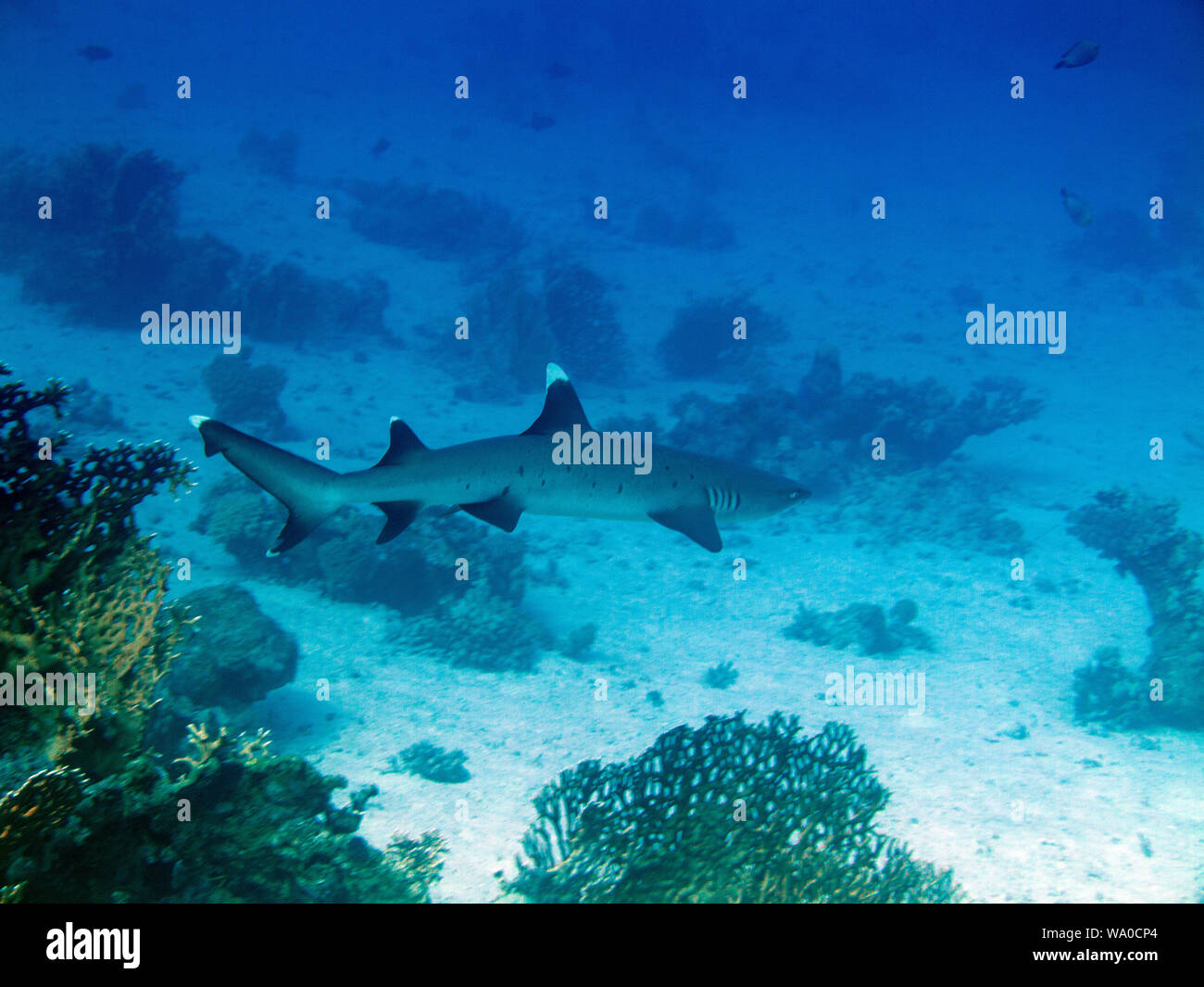 white tip shark red sea Stock Photo - Alamy