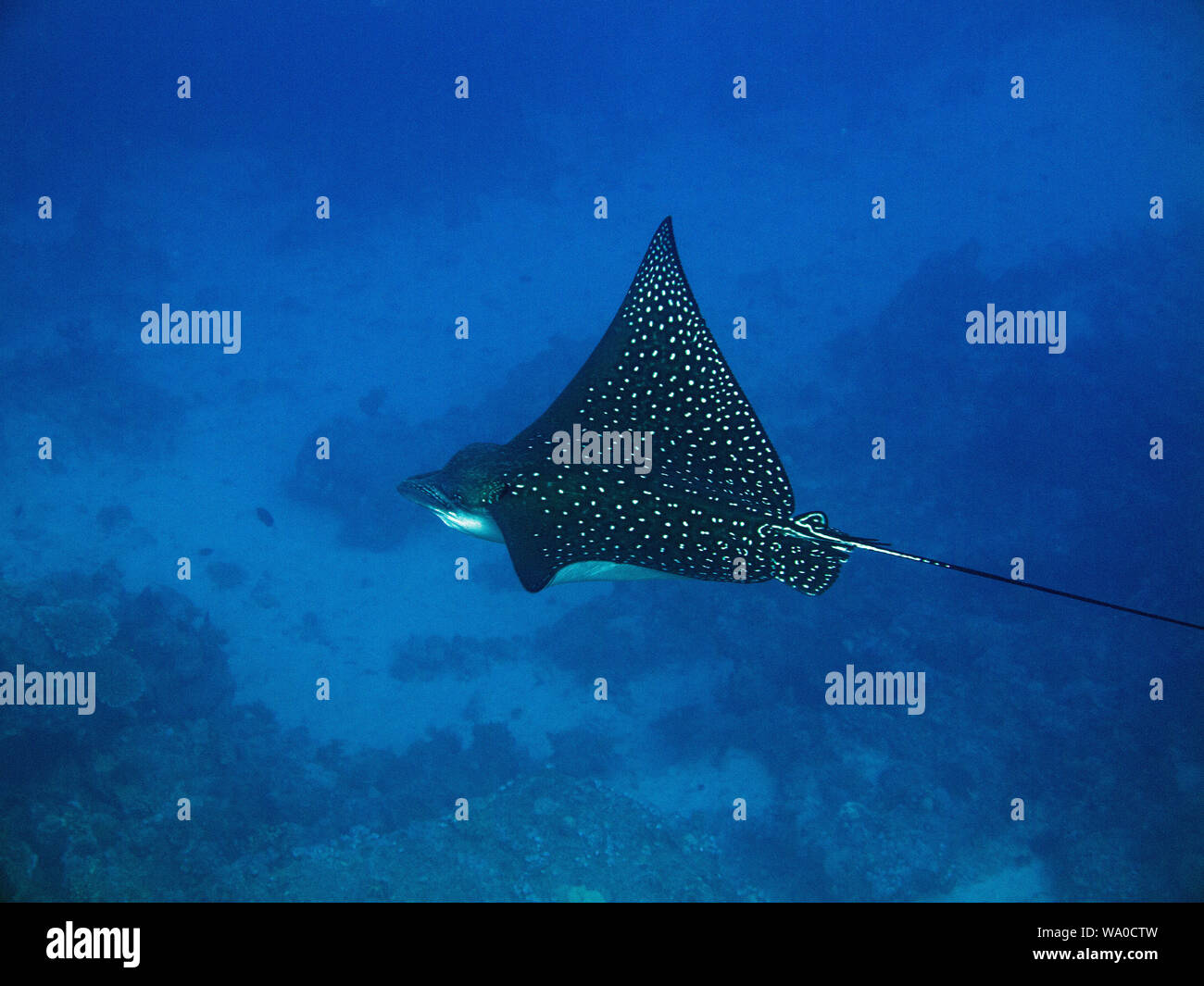 eagle ray red sea Stock Photo - Alamy