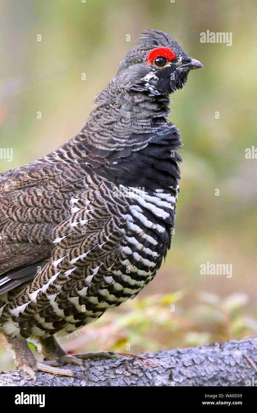 Close up portrait of an alert Spruce Grouse standing on pine log Stock ...