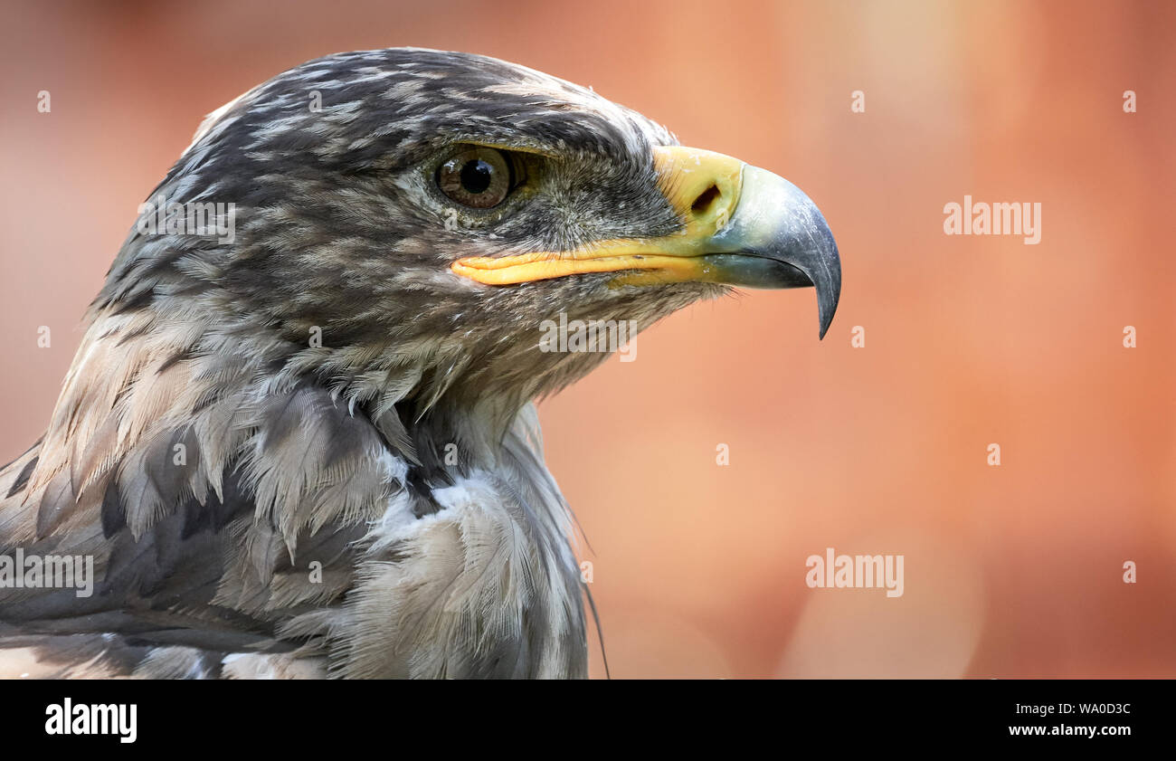 Rough-legged buzzard (Buteo lagopus) side profile infront of red ...