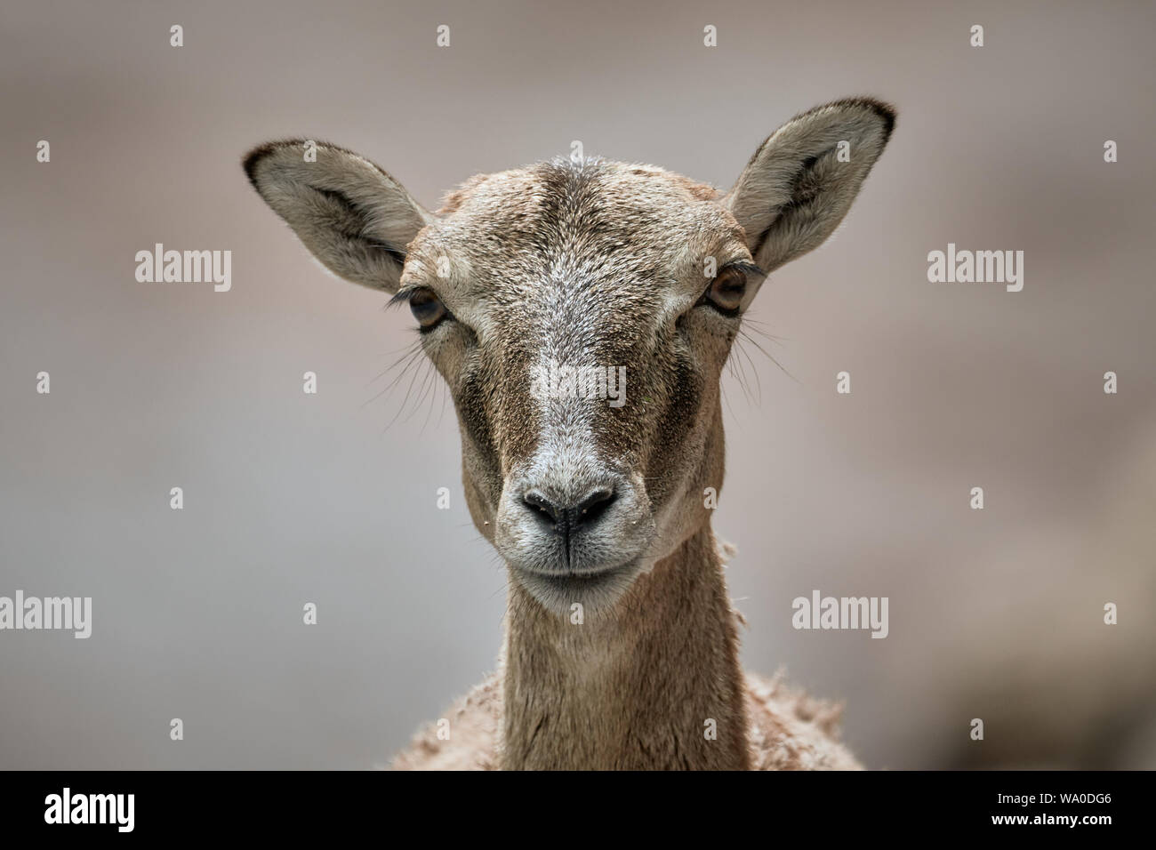 Fallow deer head hi-res stock photography and images - Alamy