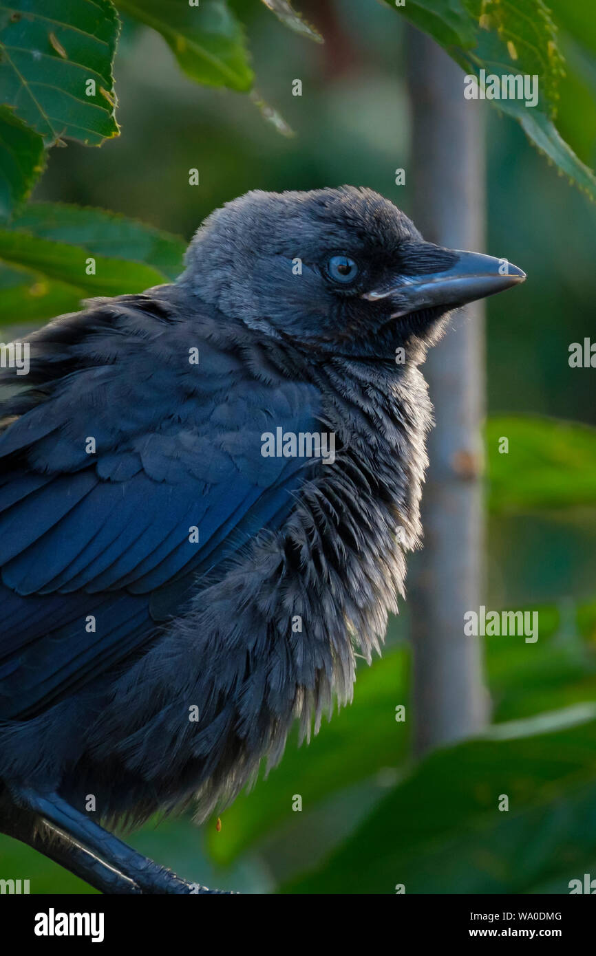 A juvenile Jackdaw lacks the distinctive black cap and light grey nape ...