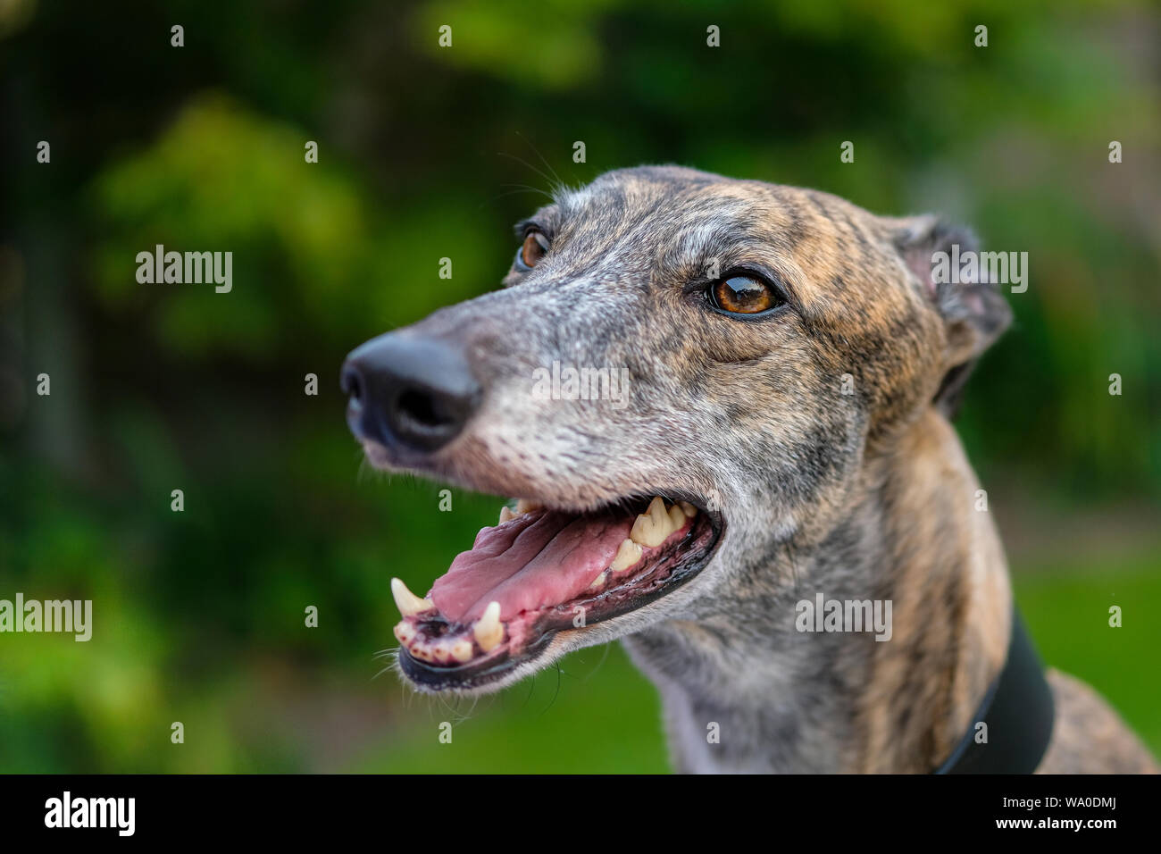 A happy greyhound that has retired from racing Stock Photo - Alamy