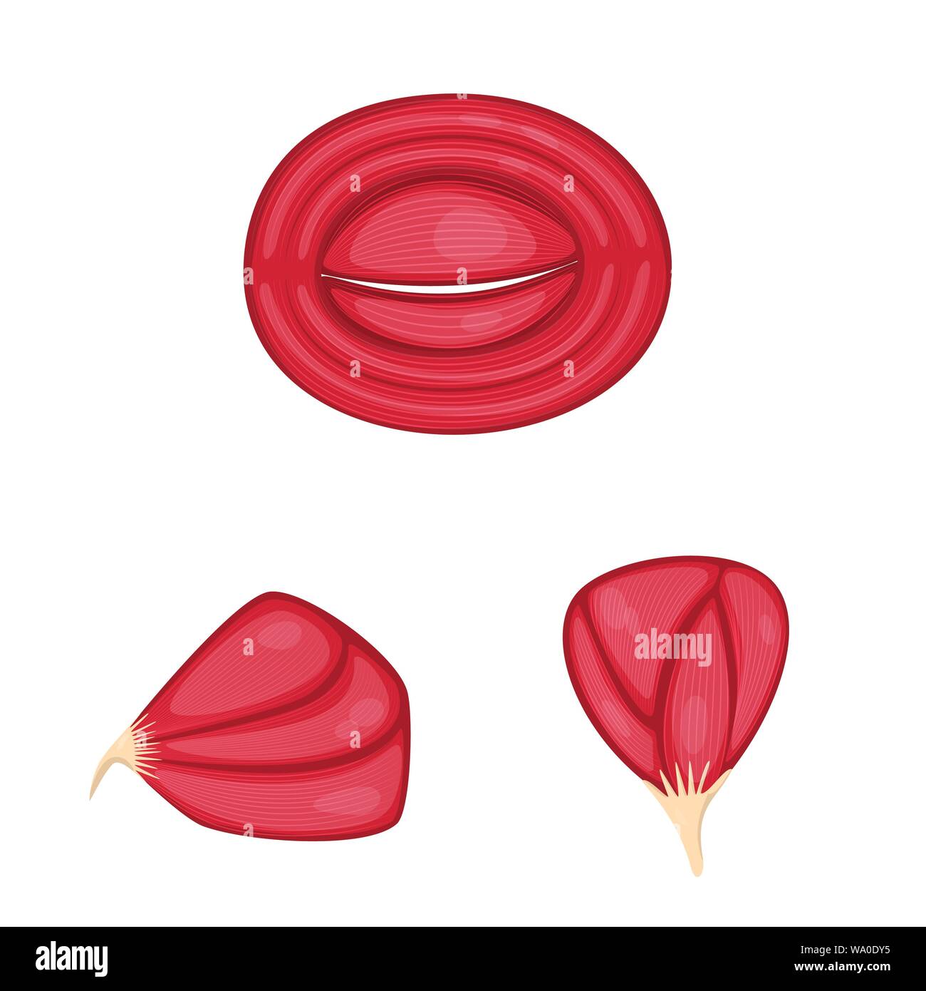 Vector illustration of muscle and cells icon. Collection of muscle and ...