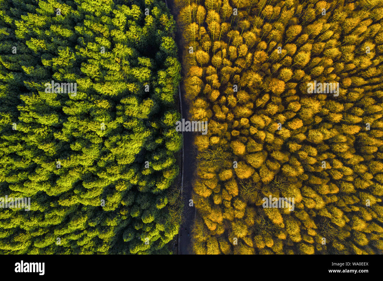 Chongqing mountain karst Wang Ping country forest park is ablaze Stock ...
