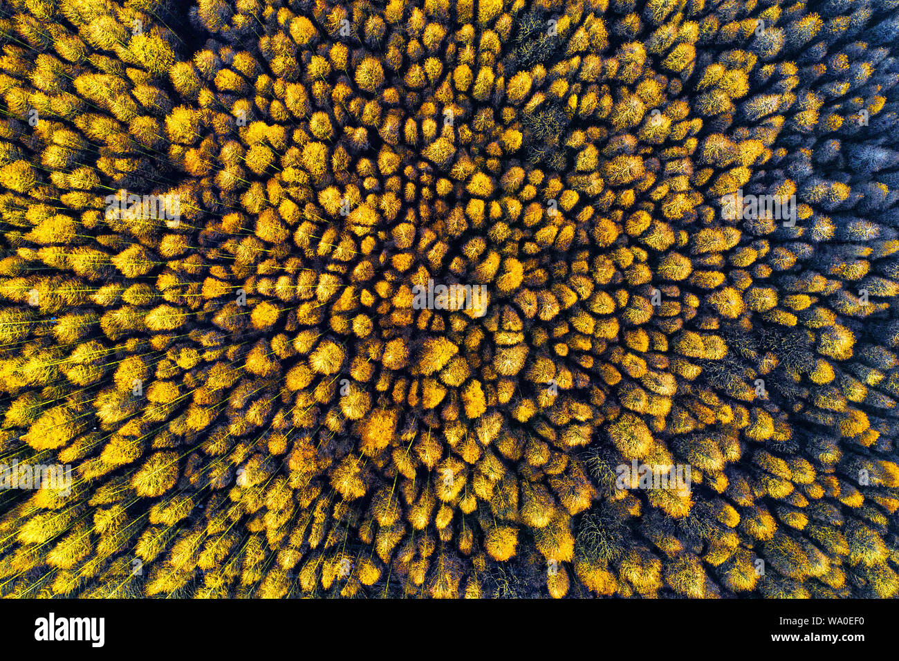 Chongqing mountain karst Wang Ping country forest park is ablaze Stock ...