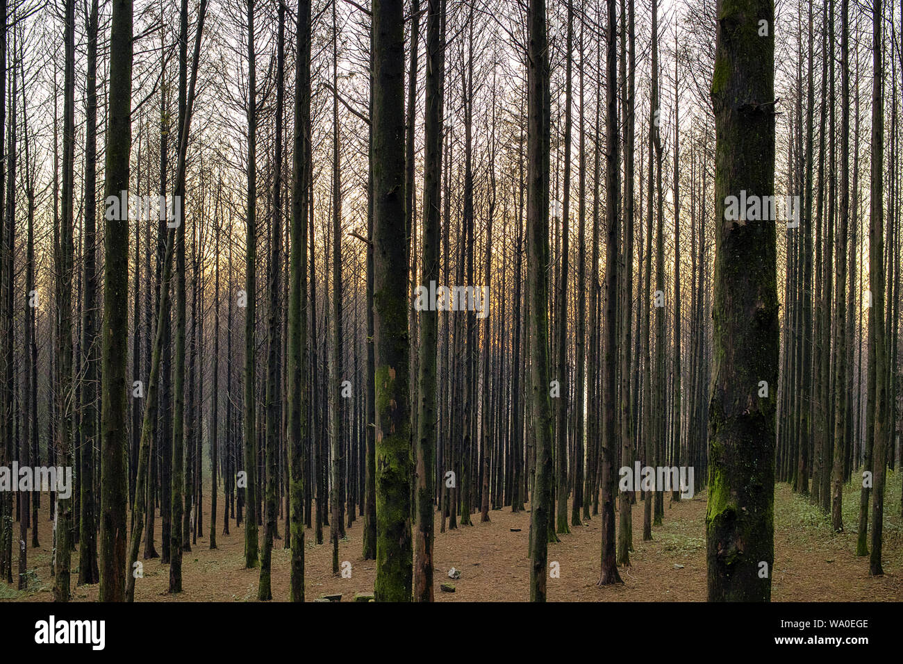 Chongqing mountain karst Wang Ping country forest park is ablaze Stock ...