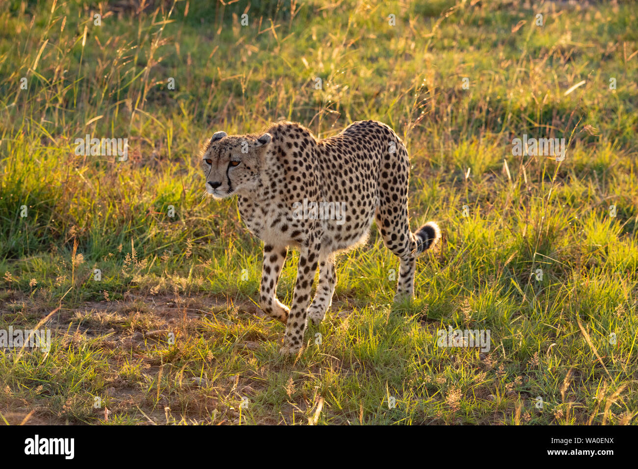 Plotting wildlife hi-res stock photography and images - Alamy