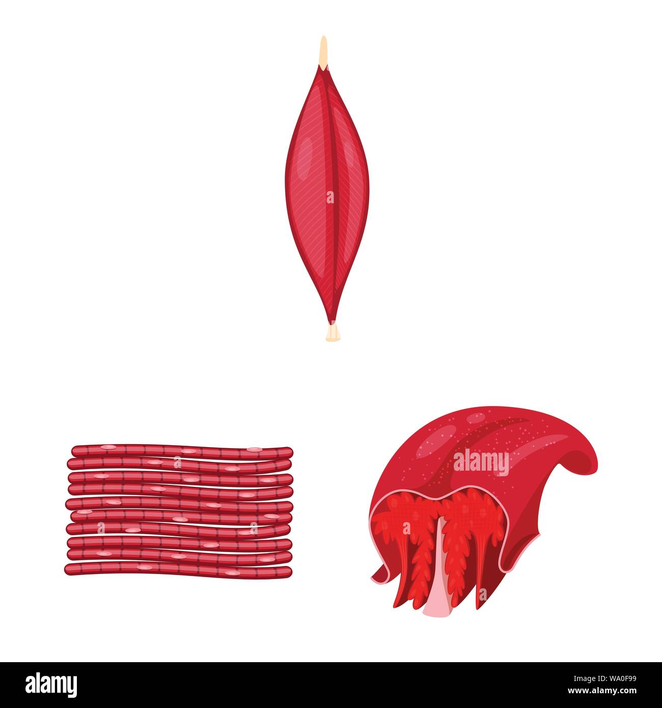 Muscle Cells High Resolution Stock Photography and Images - Alamy