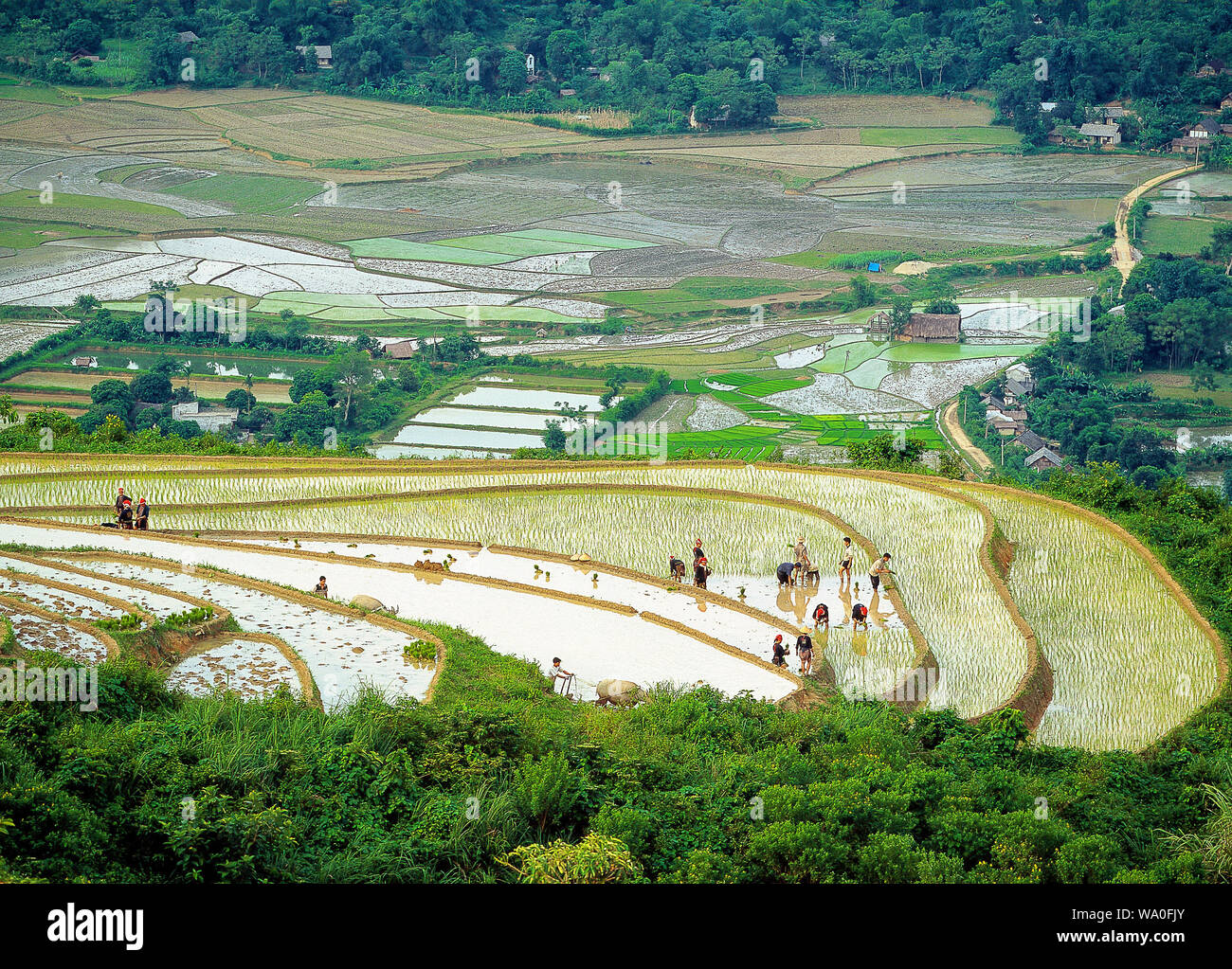 Vietnamese people working on the rice terraces field in harvesting day ...