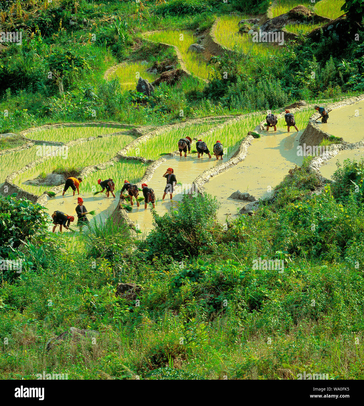 Vietnamese people working on the rice terraces field in harvesting day ...