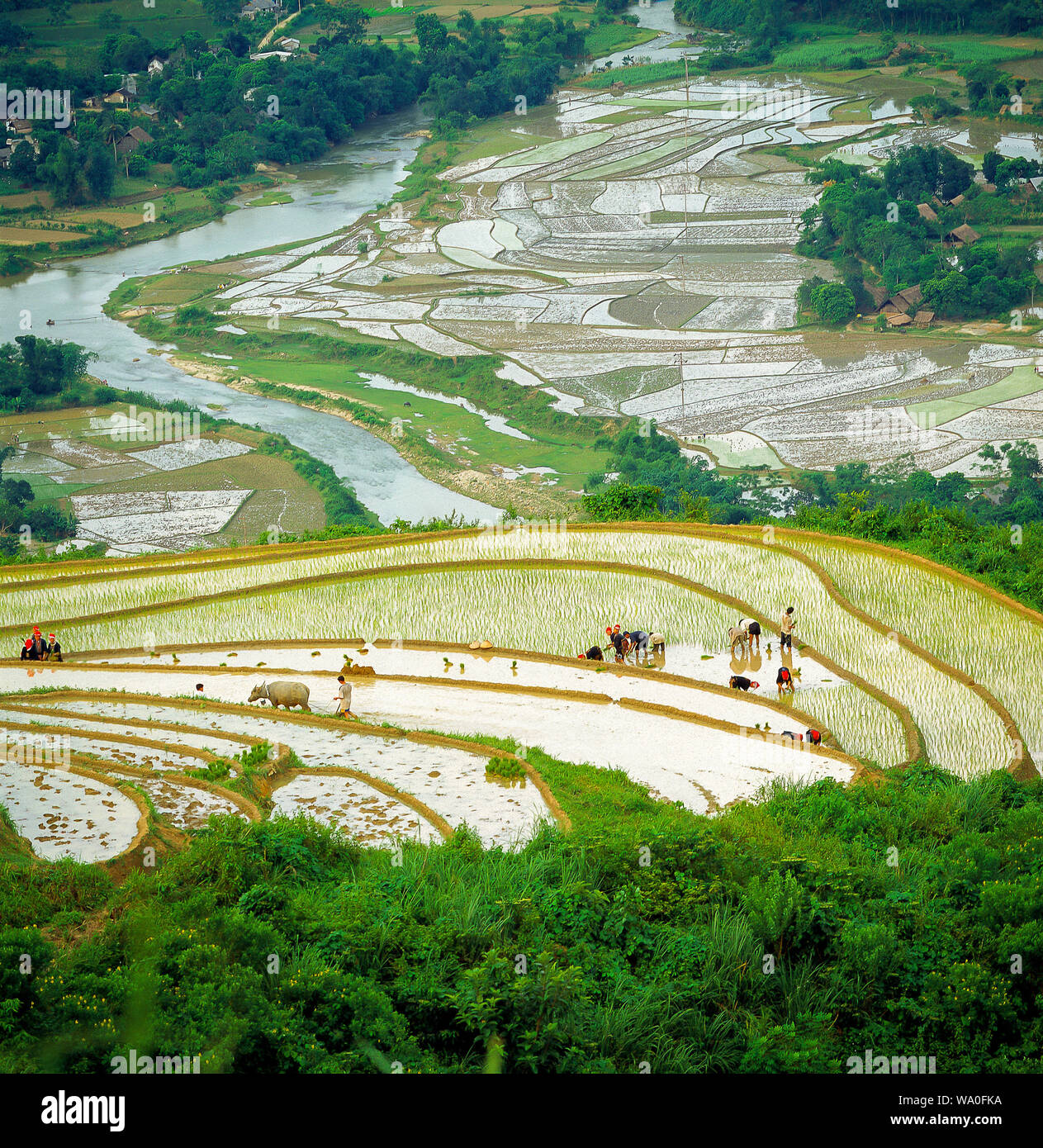 Vietnamese people working on the rice terraces field in harvesting day ...