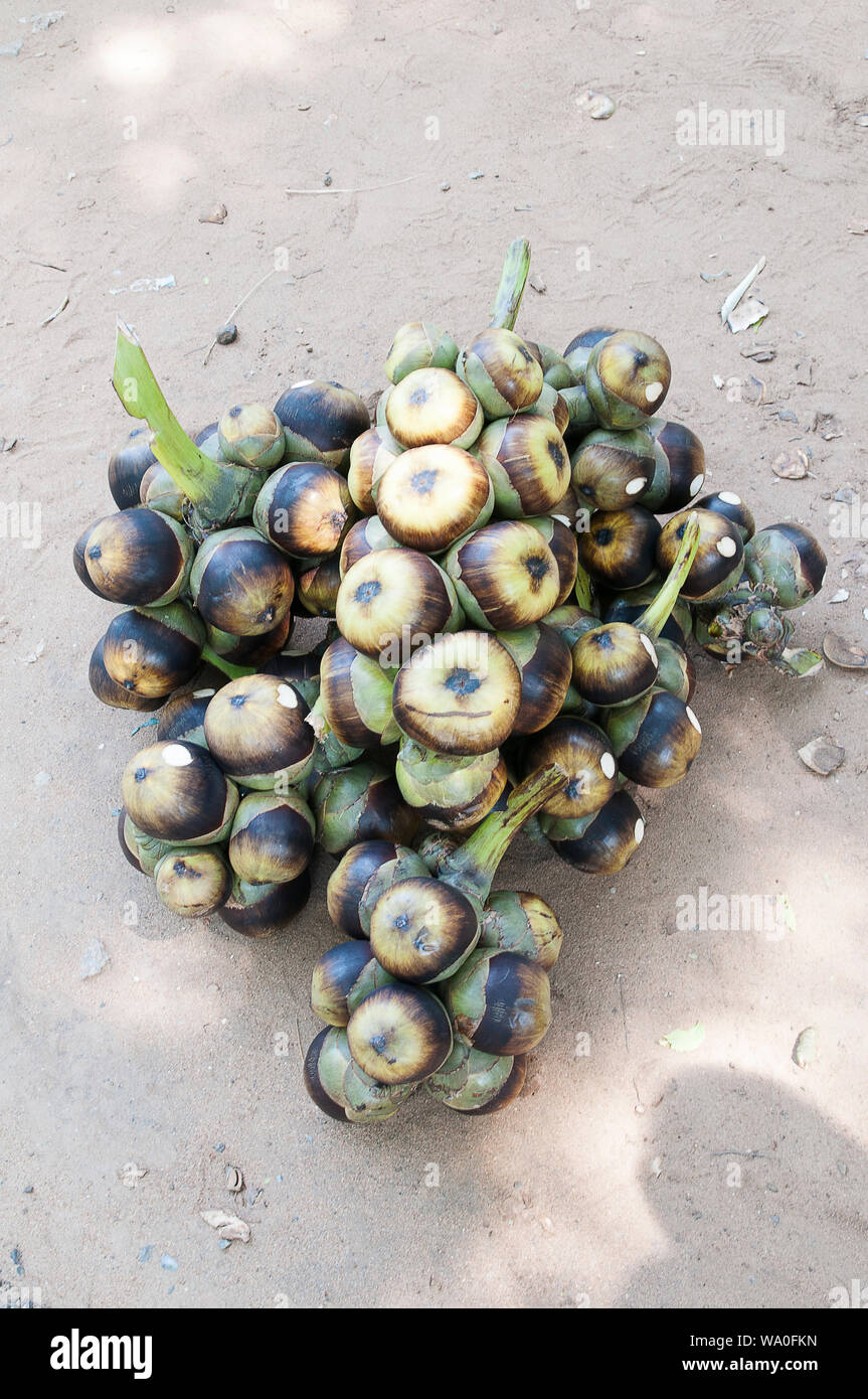 A bunch of palm fruits plucked from the palm tree with its outer shell ...