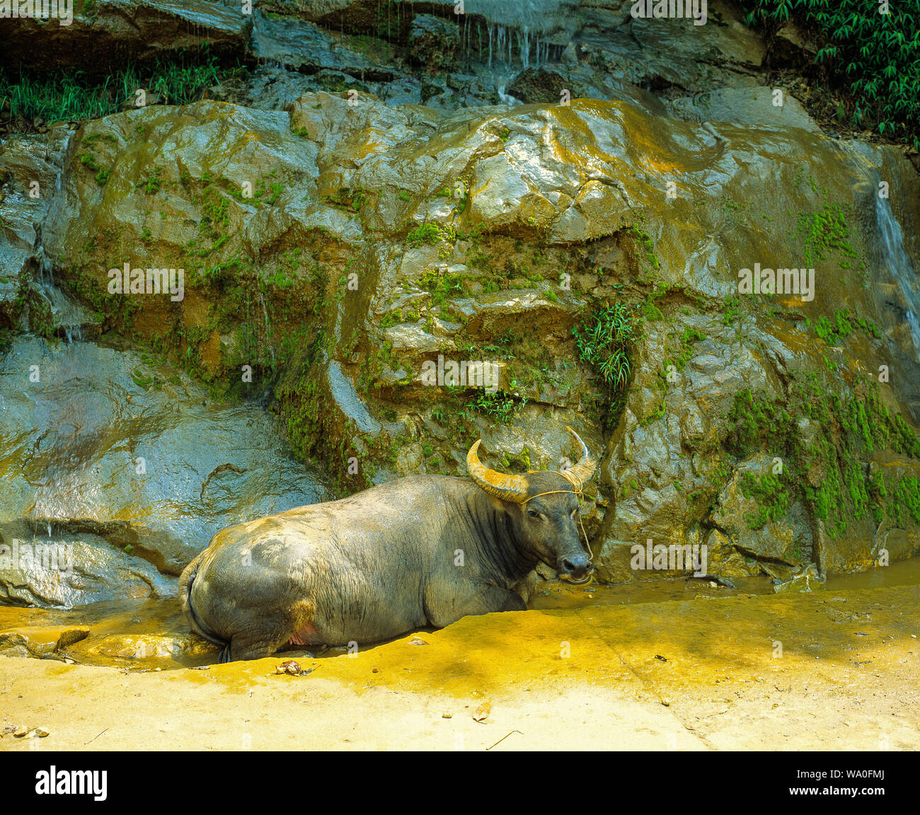 Traditional water irrigation animal hi-res stock photography and images ...