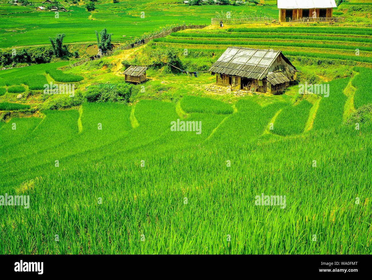 Idyllic view of the rice fields, paddy fields and rice terraces the ...