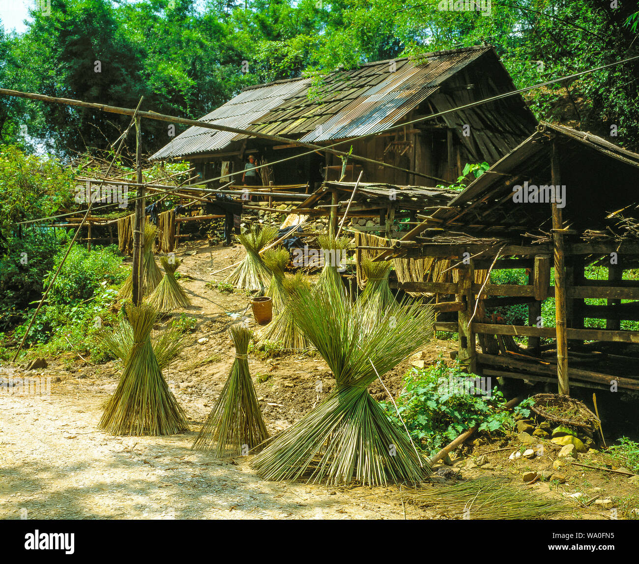 Hemp stalks drying in the sun in a village nearby Sapa, Vietnam Stock ...