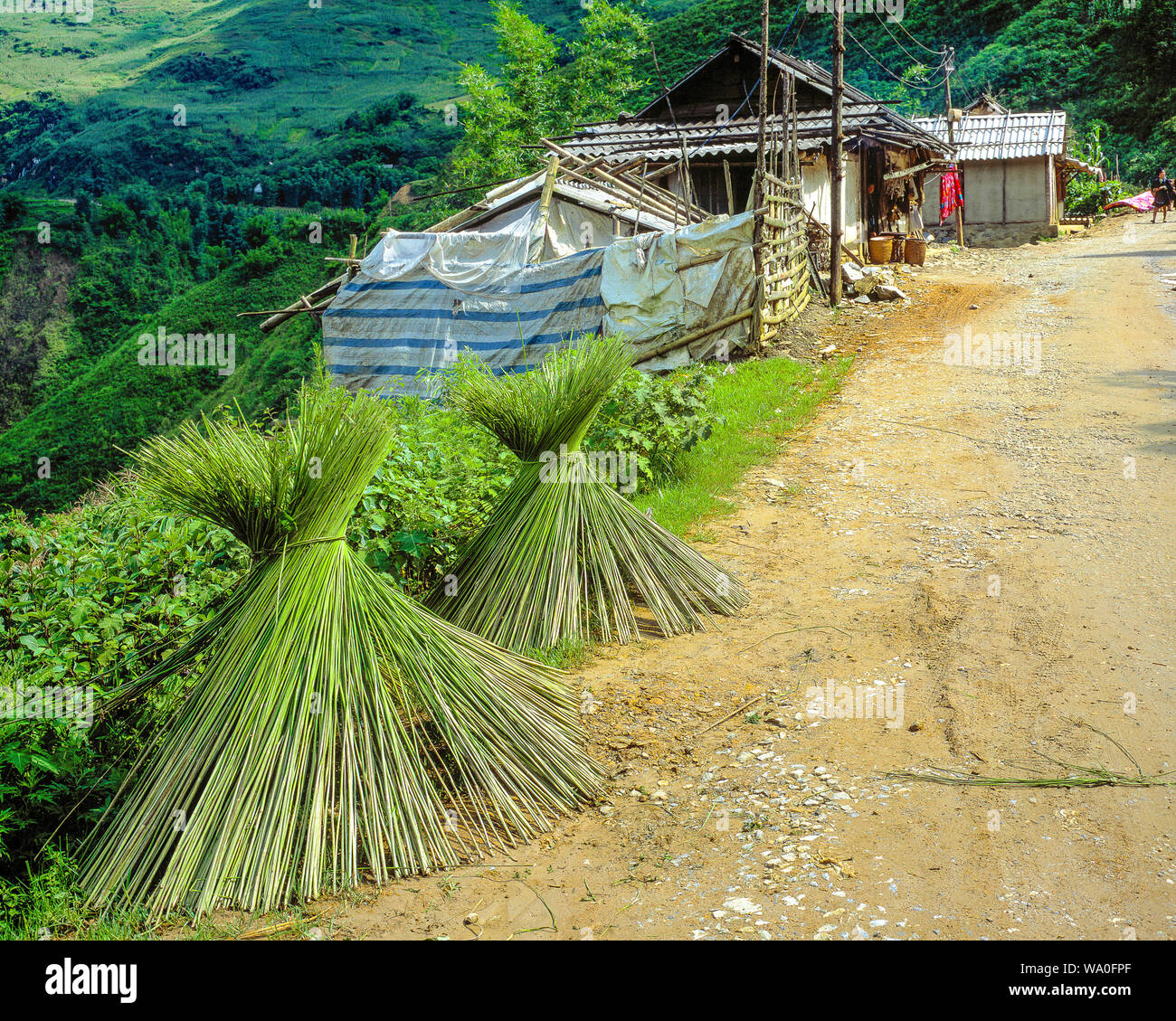 Hemp stalks drying in the sun in a village nearby Sapa, Vietnam Stock ...