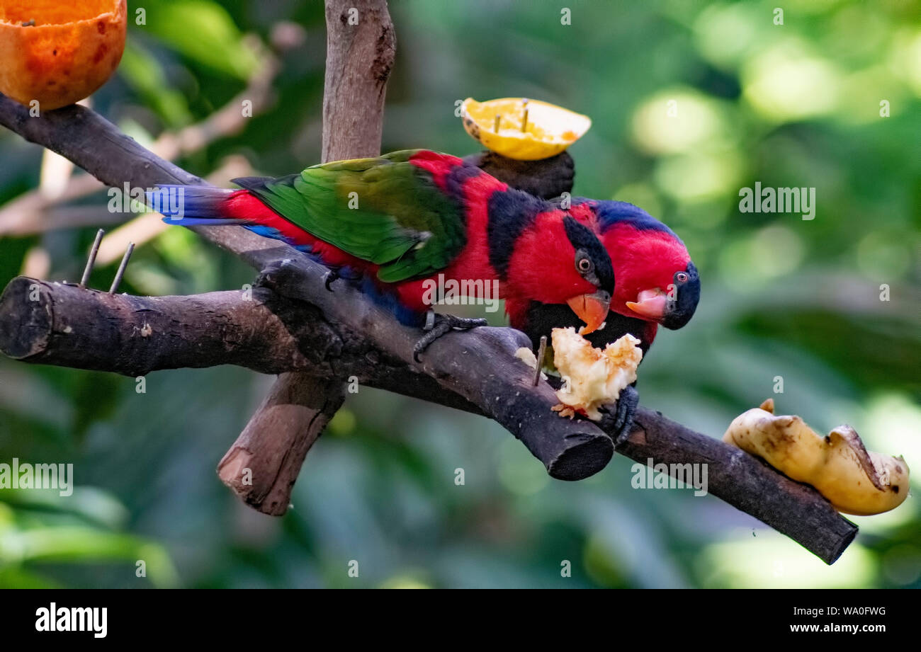 Black capped lories hi-res stock photography and images - Alamy