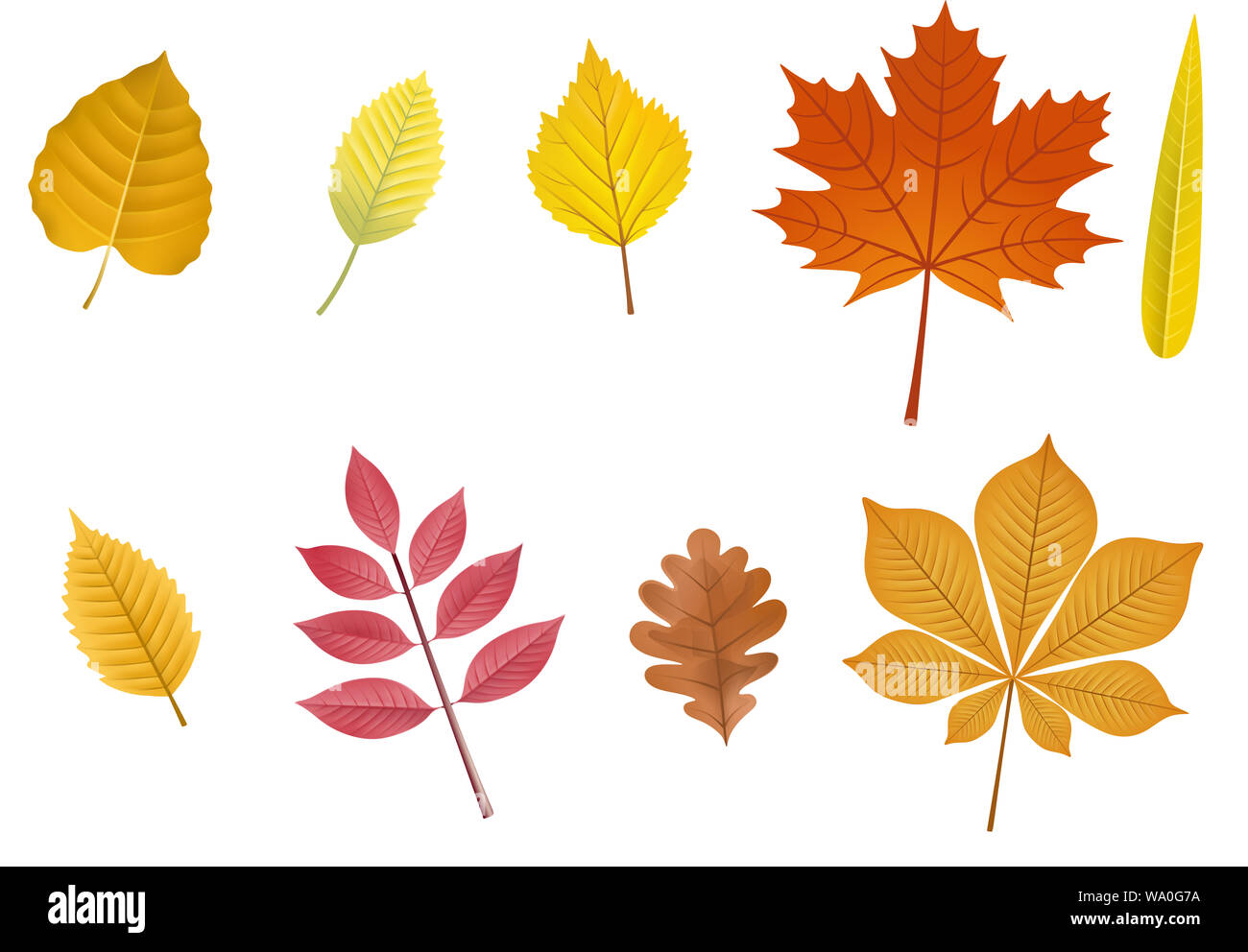 Yellow green leaves willow Cut Out Stock Images & Pictures - Alamy