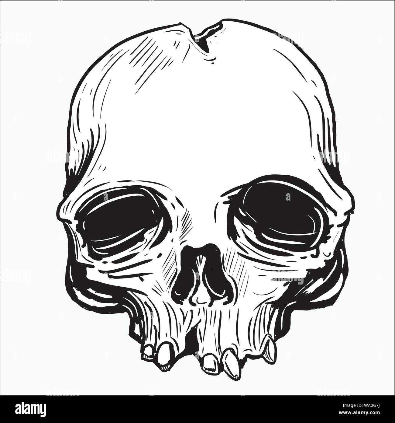 vector illustration of a skull Stock Vector Image & Art - Alamy