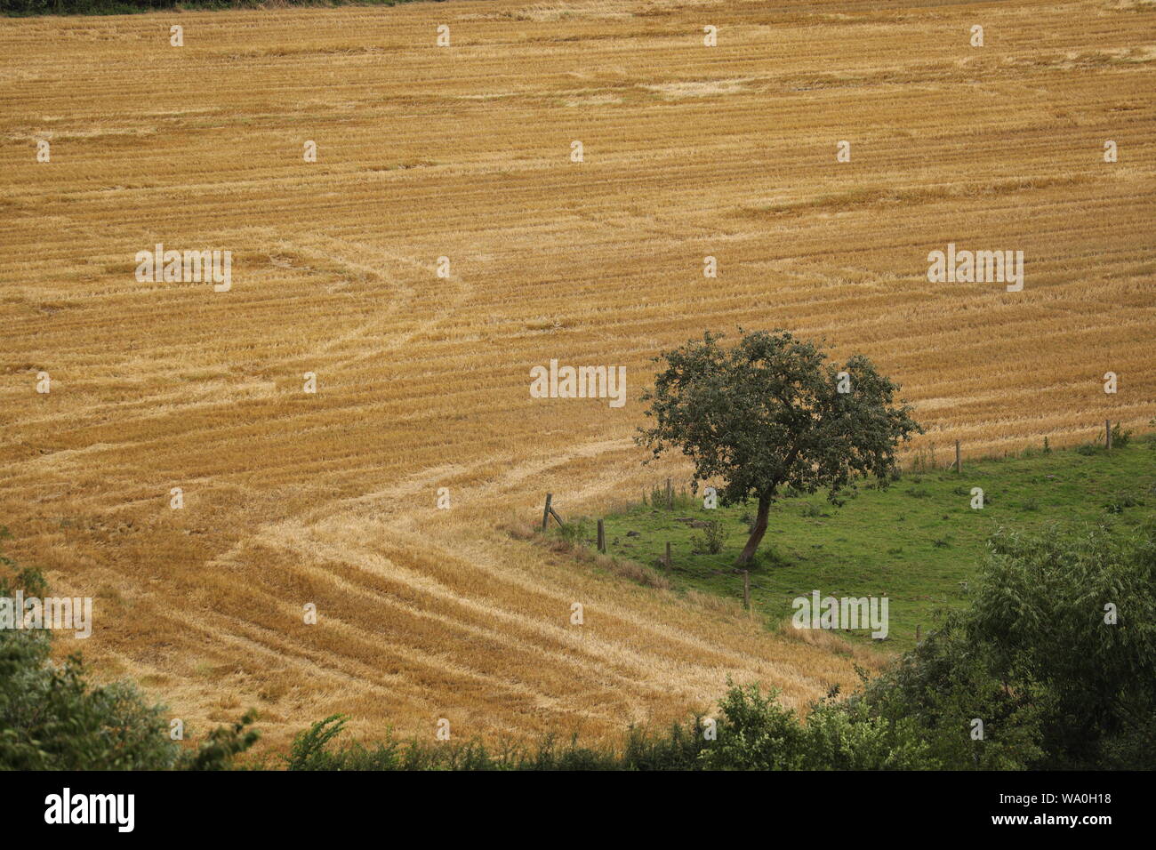 Golden L shaped field after the Harvest with a corner of green grass ...