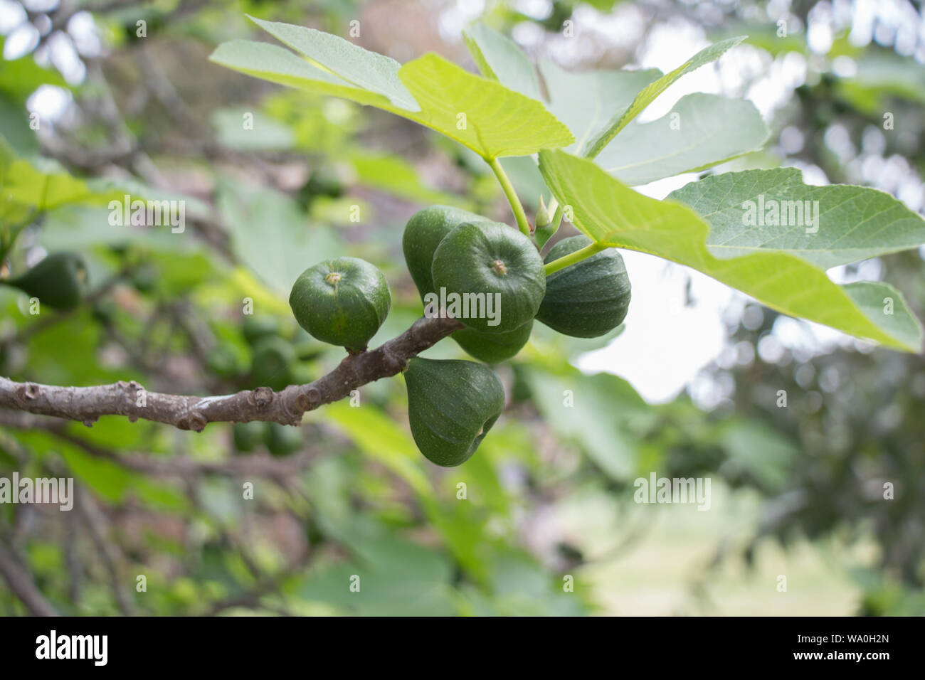 The view of green unripe figs on a fig tree Stock Photo - Alamy