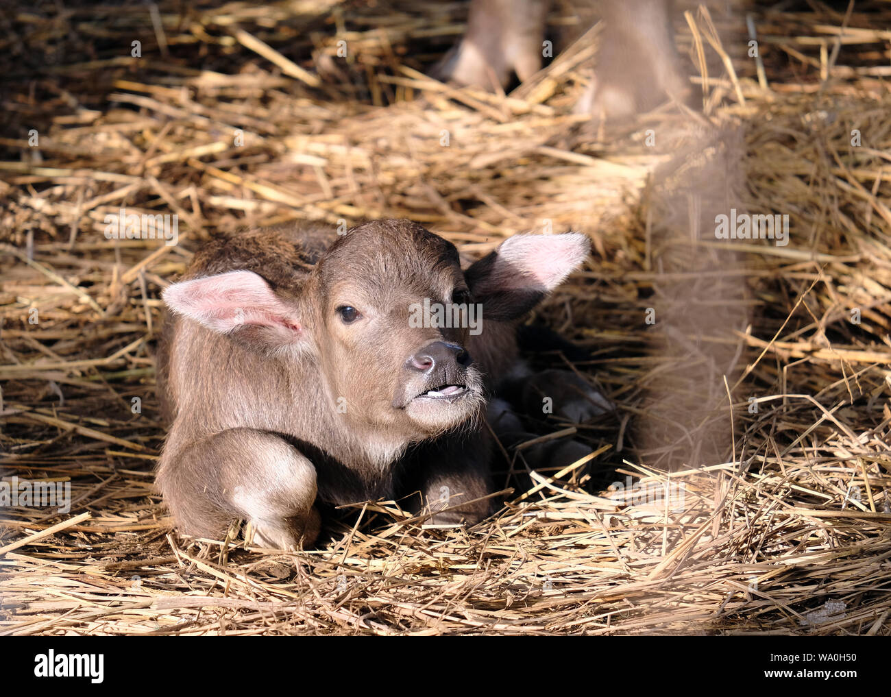 Asian water buffalo isolated hi-res stock photography and images - Alamy