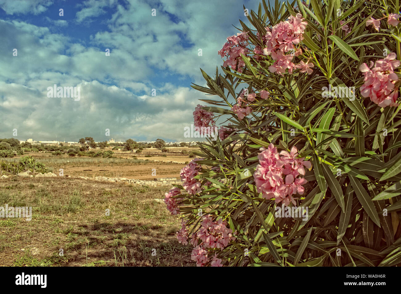 The Countryside in Spring in Malta Stock Photo - Alamy
