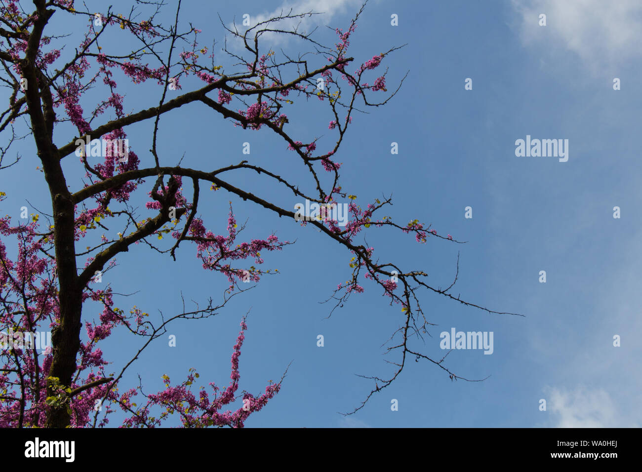 Judah tree hi-res stock photography and images - Alamy