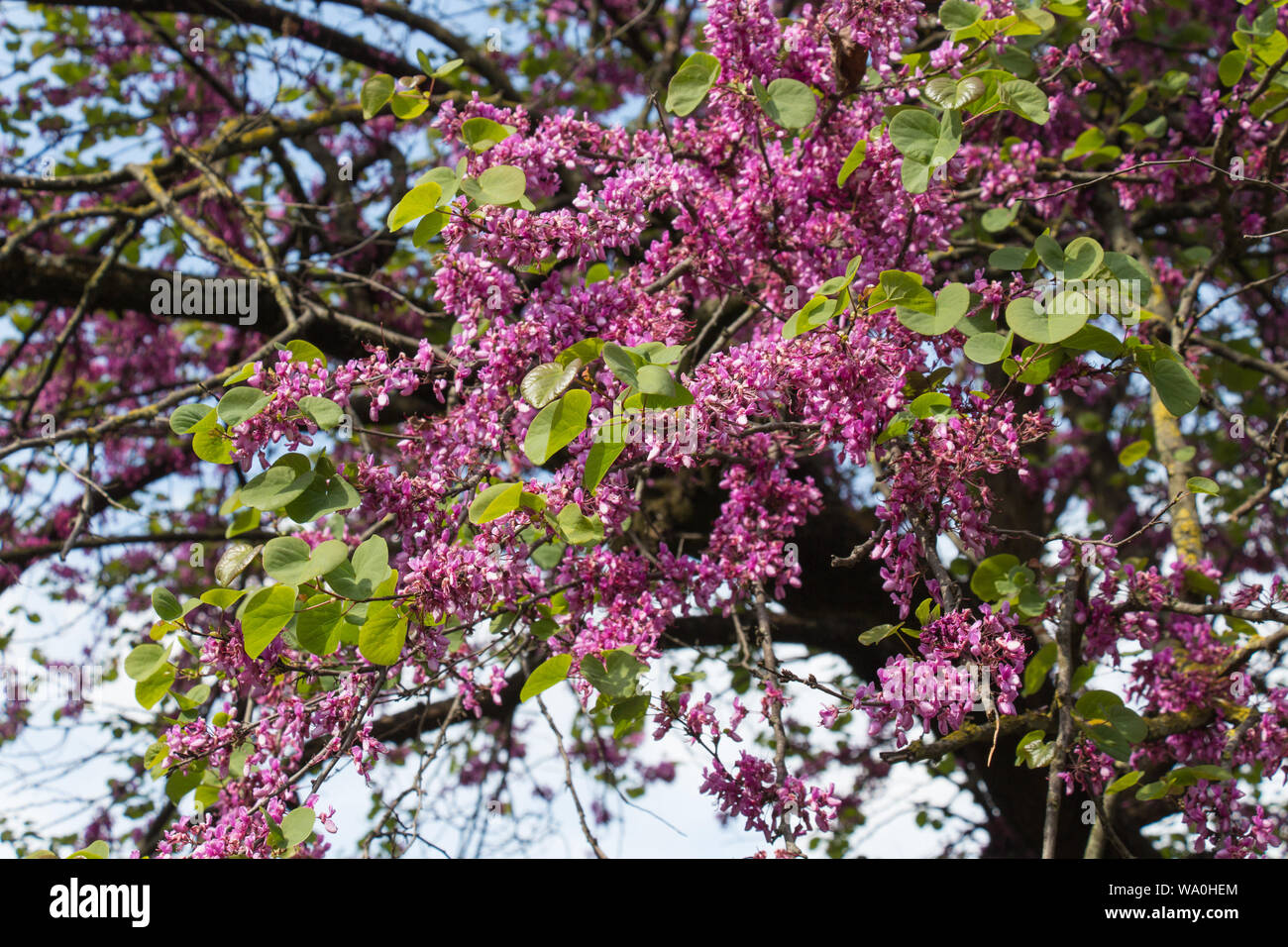The view of blooming Judah tree. Spring time Stock Photo - Alamy