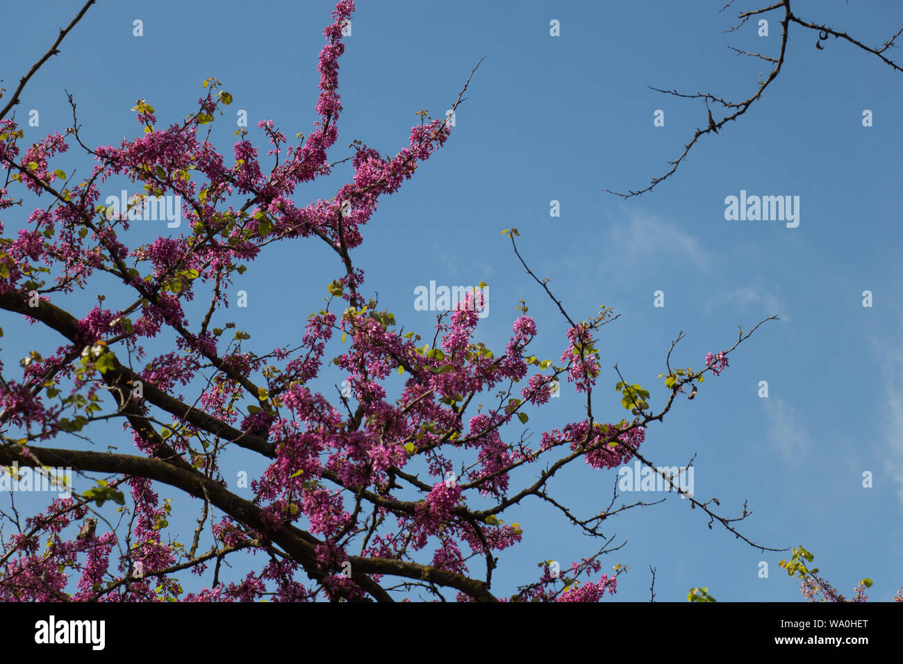 The view of blooming Judas tree with blue sky on background Stock Photo ...