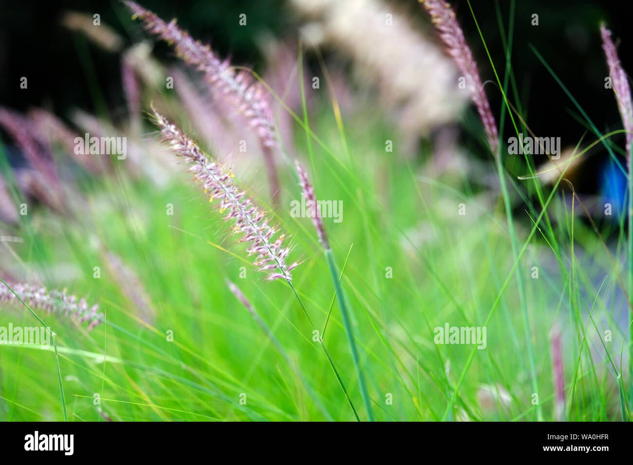 Soft Fresh green spring plant. background bright green grass Stock ...