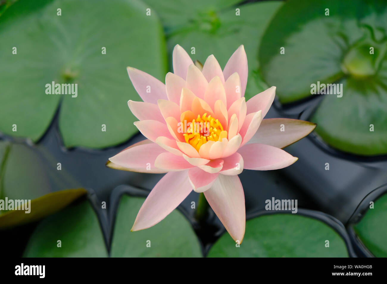 Fresh lotus flower hi-res stock photography and images - Alamy