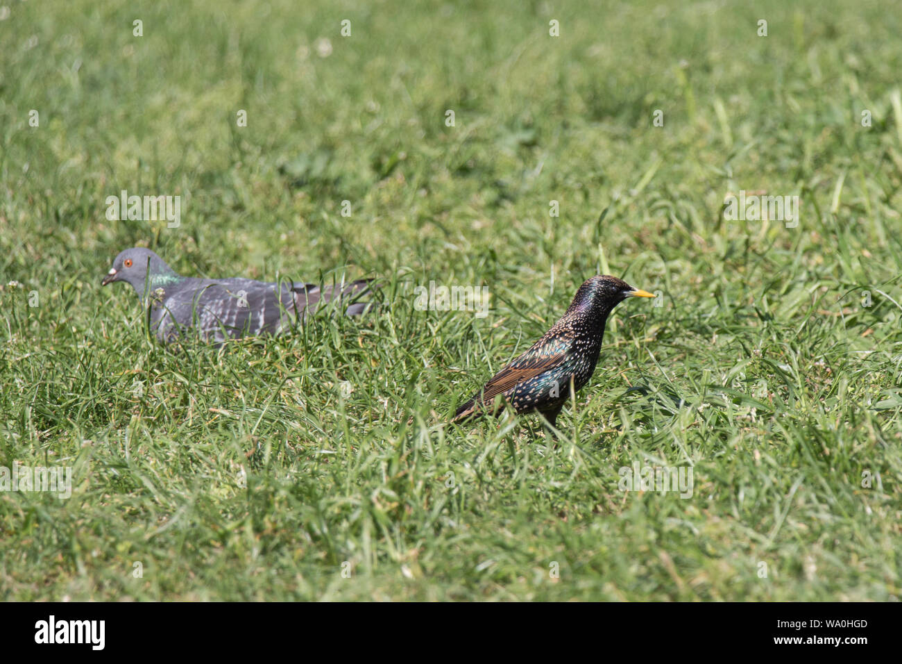 Starling pigeon hi-res stock photography and images - Alamy