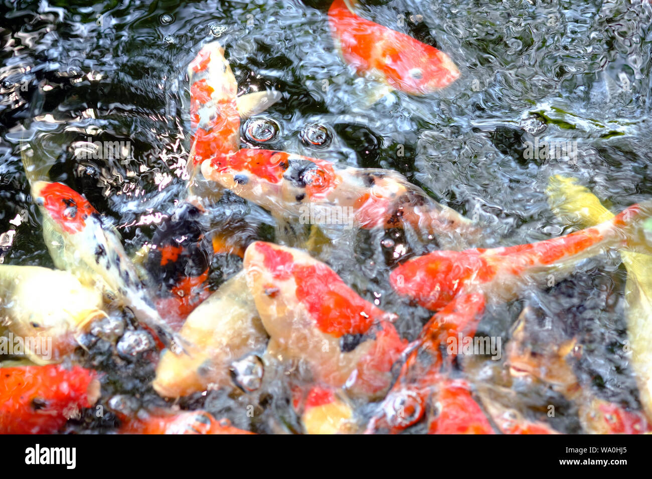 Beautiful koi fish in a pond in the garden, Fishes underwater Stock ...