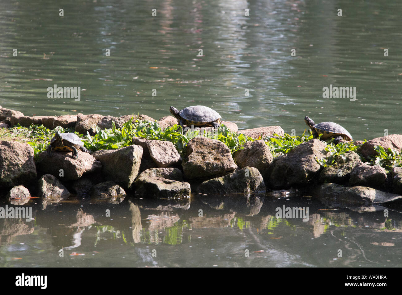 Sunlit turtles hi-res stock photography and images - Alamy