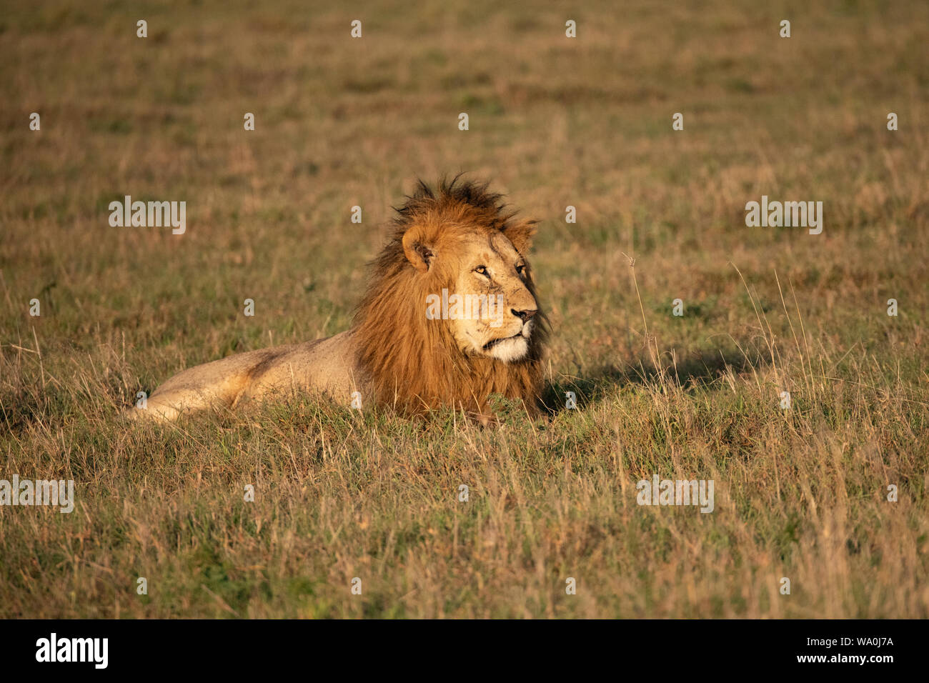 Magnificent male lion sitting in Masai Mara savannah, Kenya Stock Photo ...