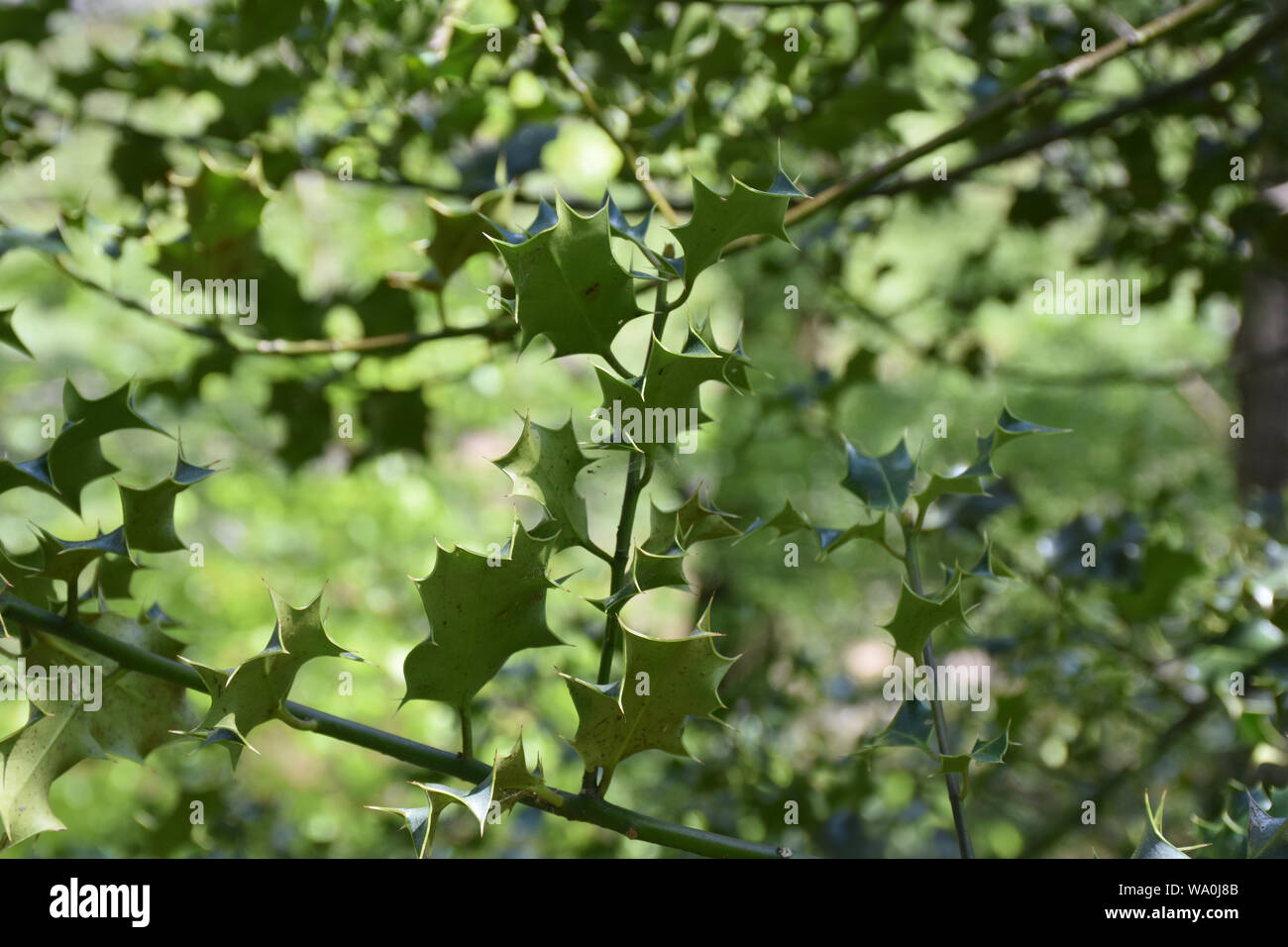 Stunning green holly bush with sharp spiney leaves on a bush Stock ...