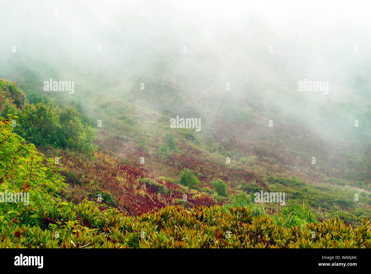 Alpine low vegetation hi-res stock photography and images - Alamy
