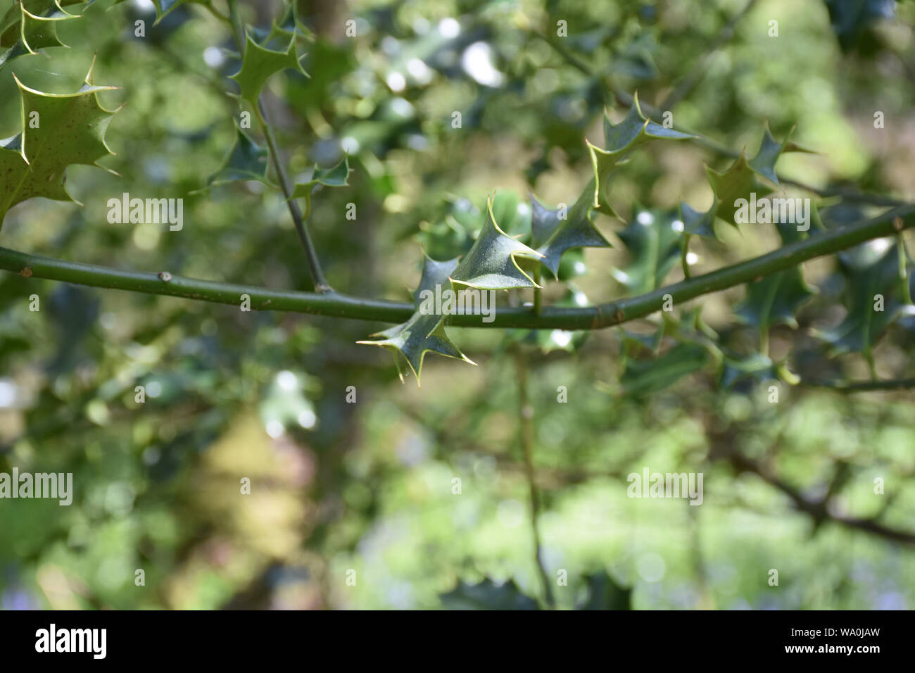 Common holly bush with sharp spiney leaves Stock Photo - Alamy