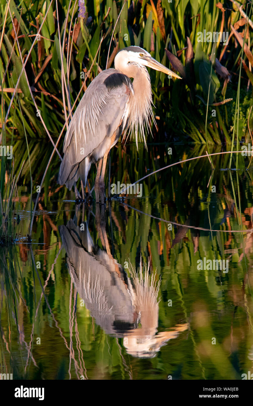 Herons florida usa hi-res stock photography and images - Alamy