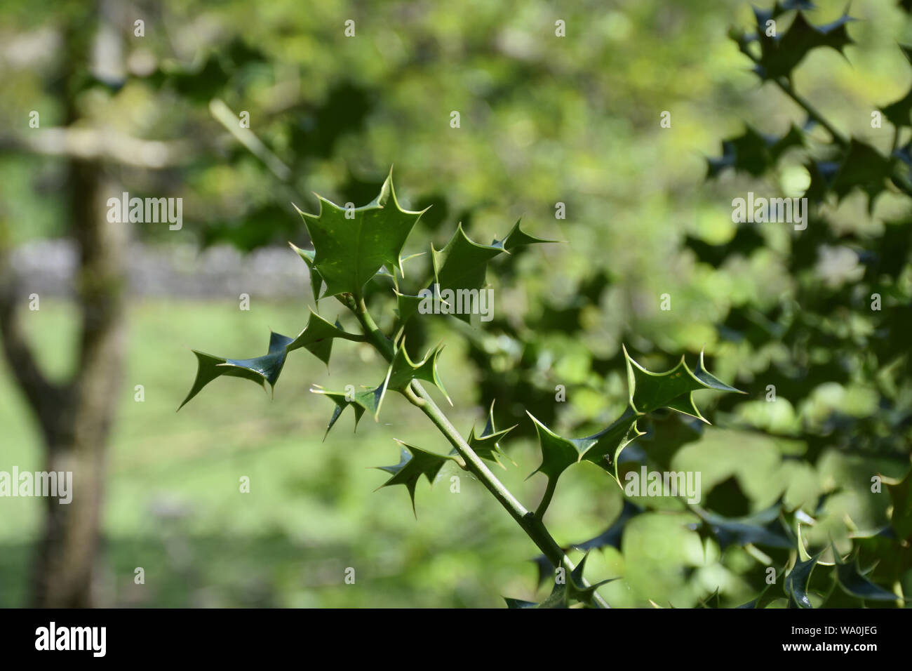 Sharp holly leaves on a common holly bush Stock Photo - Alamy