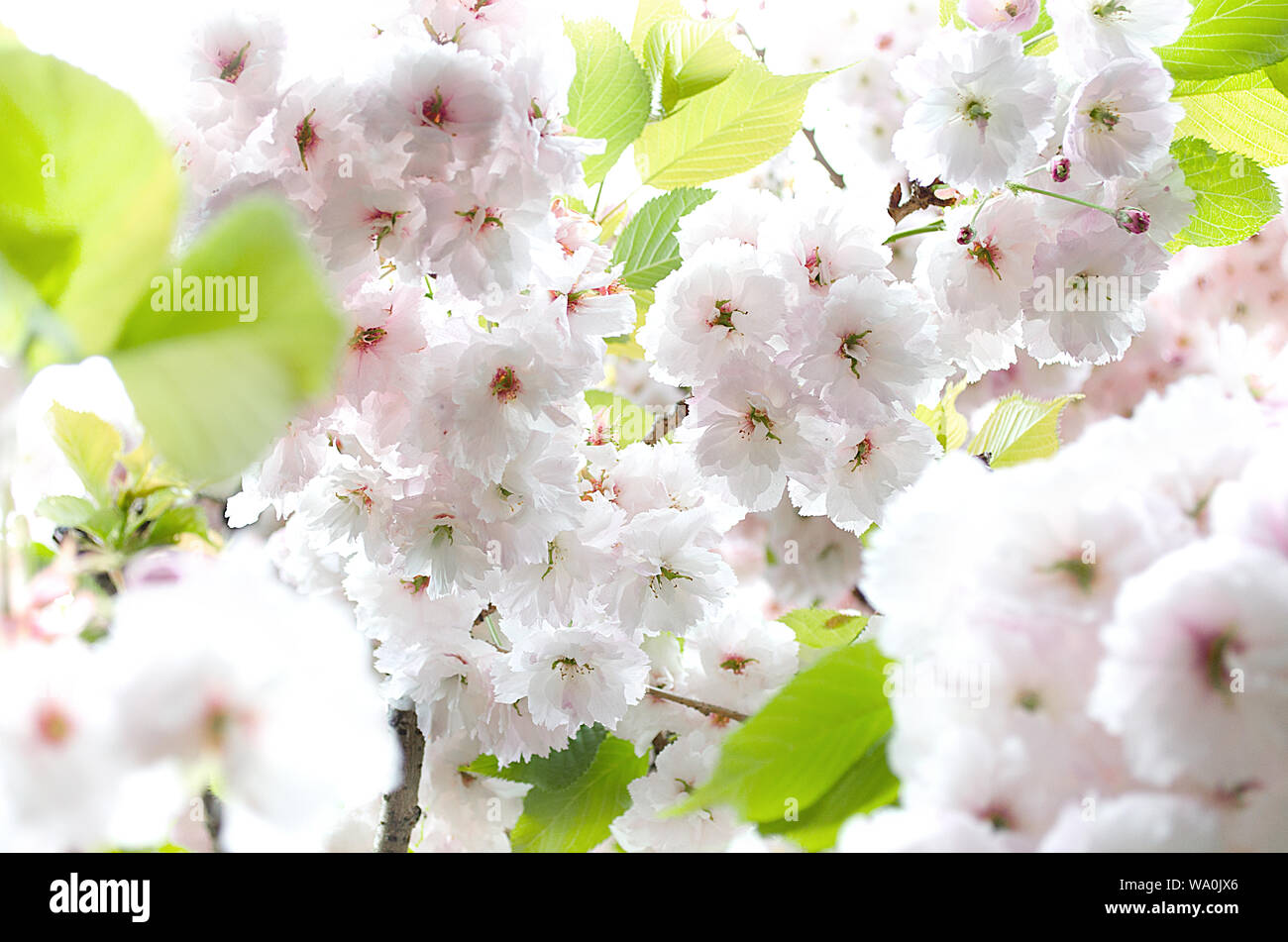 High Key View into a Blossom Tree in Full Bloom Stock Photo - Alamy