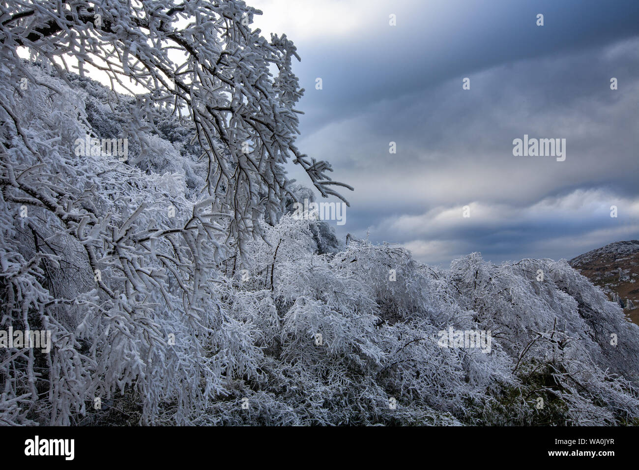 Halcyon winter hi-res stock photography and images - Alamy