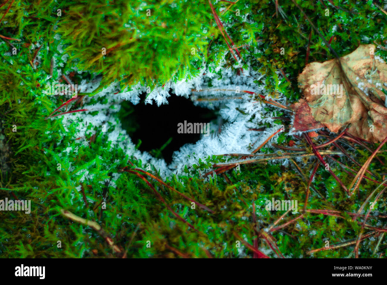 Moss rime hi-res stock photography and images - Alamy