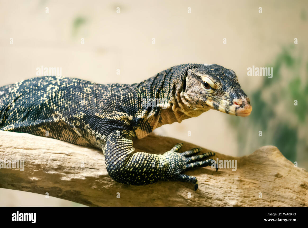 monitor lizard resting on a log on a blurred light background Stock ...