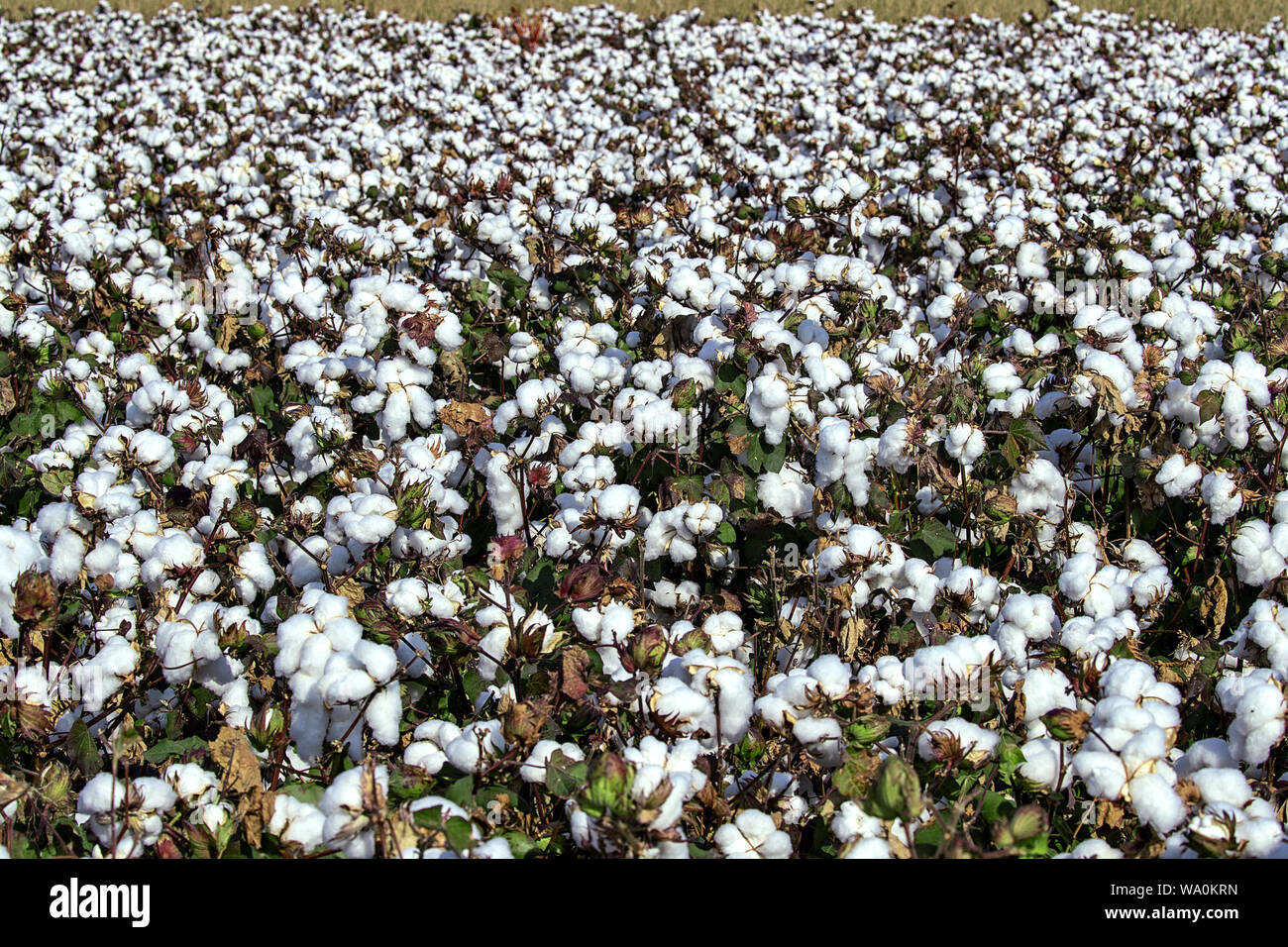 Xinjiang cotton hi-res stock photography and images - Alamy